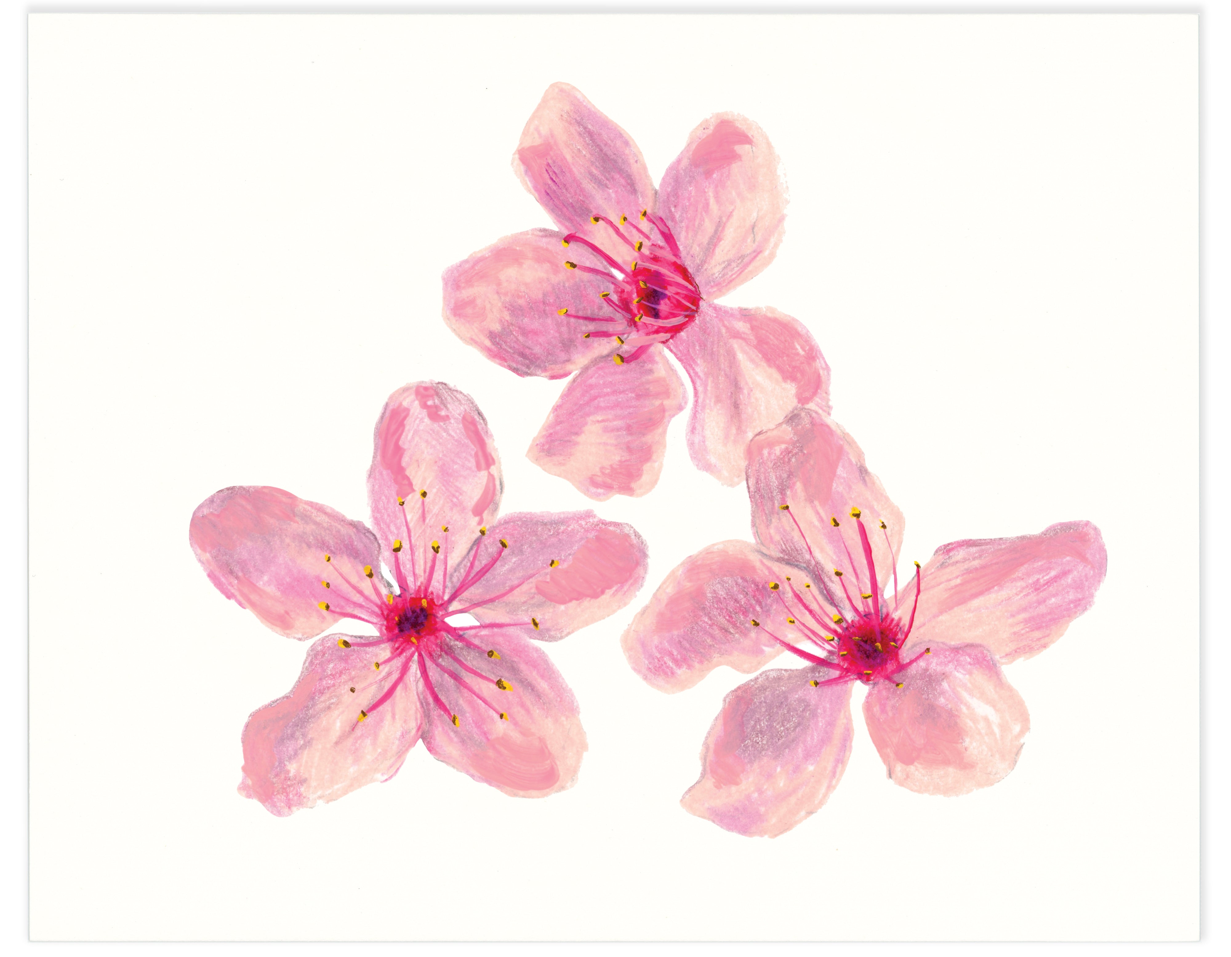 Cherry Blossom Art Print – Good Postage