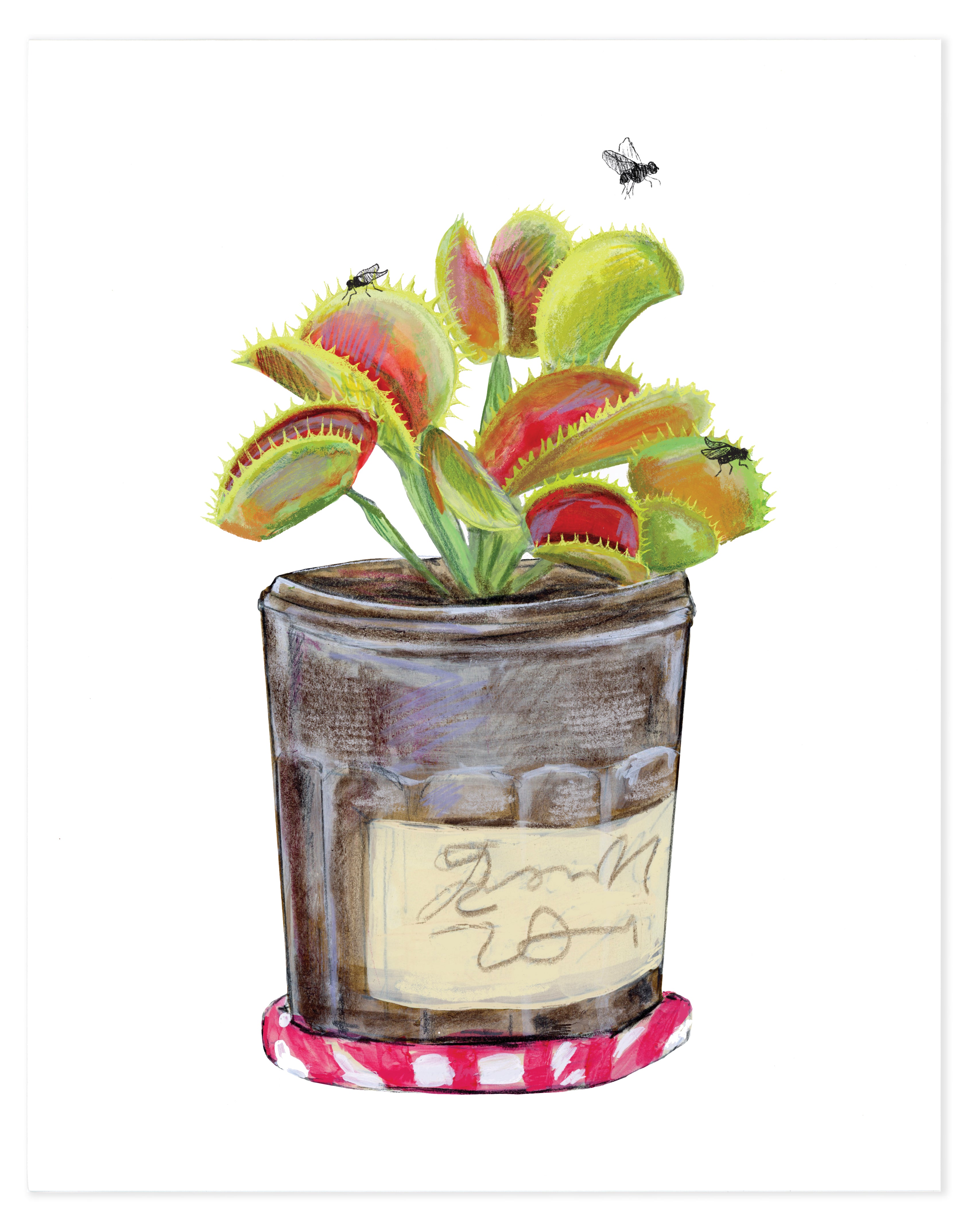 Venus Fly Trap Art Print – Good Postage