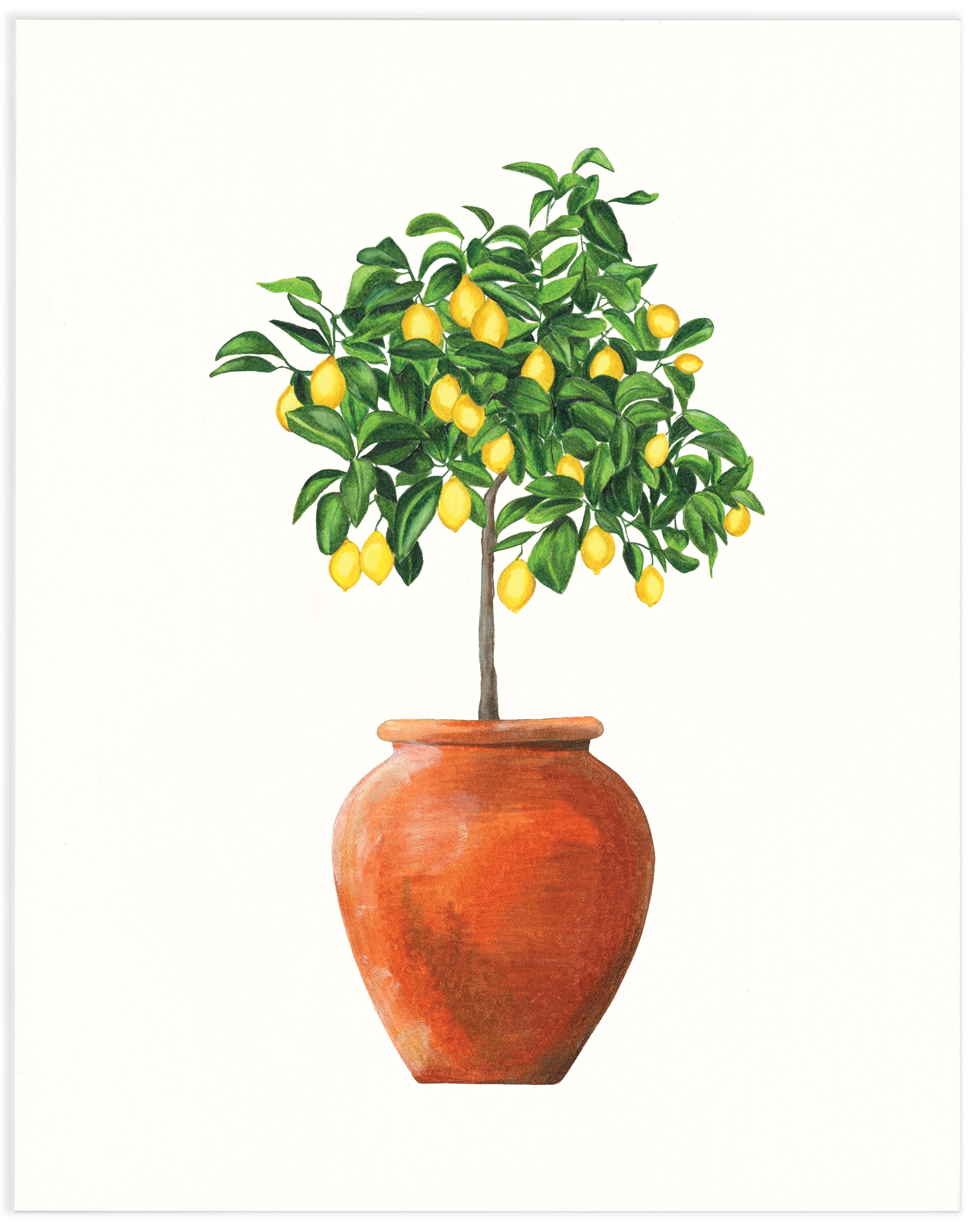 Lemon Tree Art Print – Good Postage