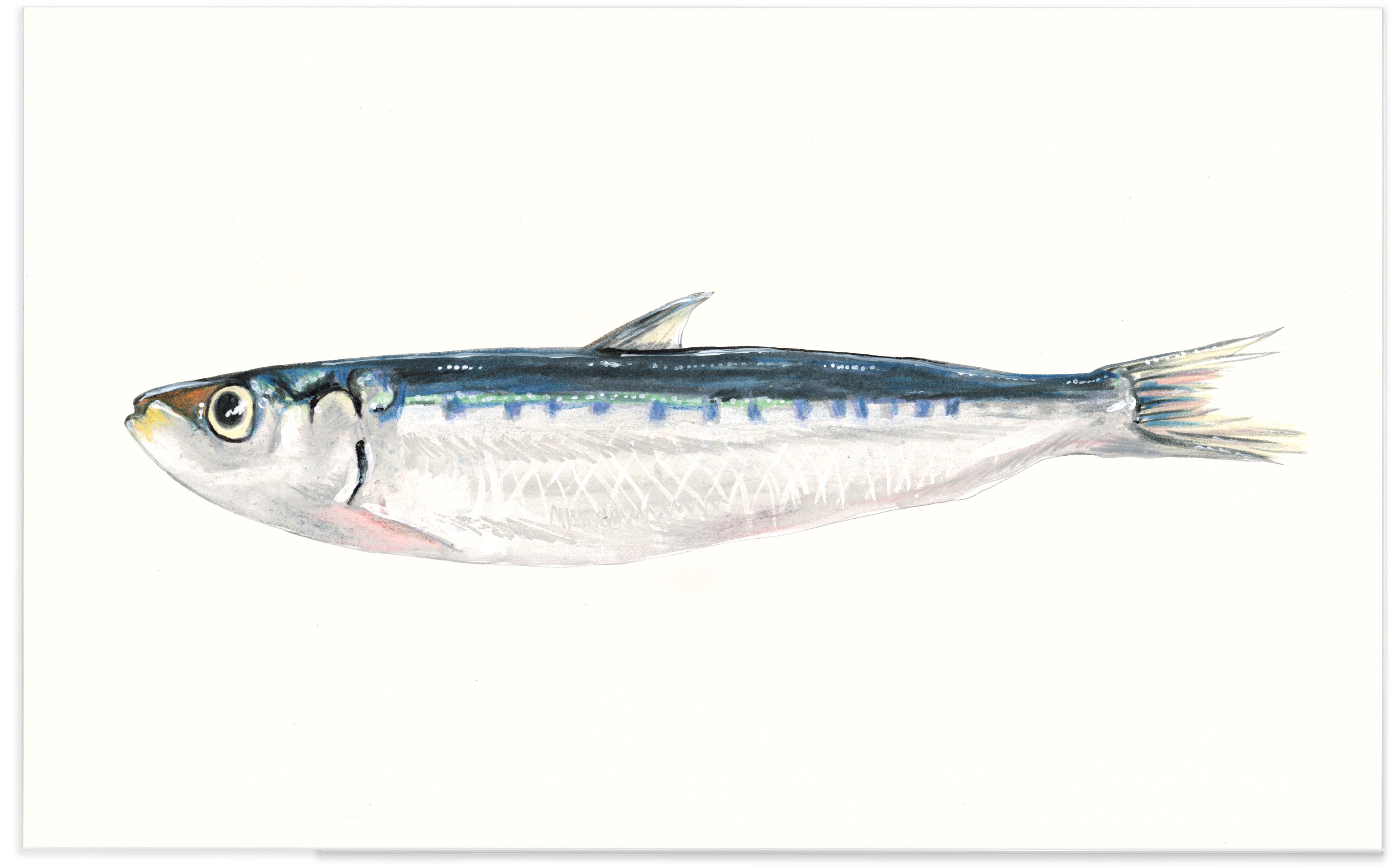 Sardine Art Print – Good Postage